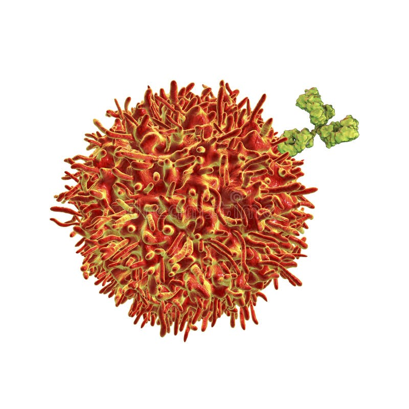 B-cell and antibodies stock illustration. Illustration of microbe ...