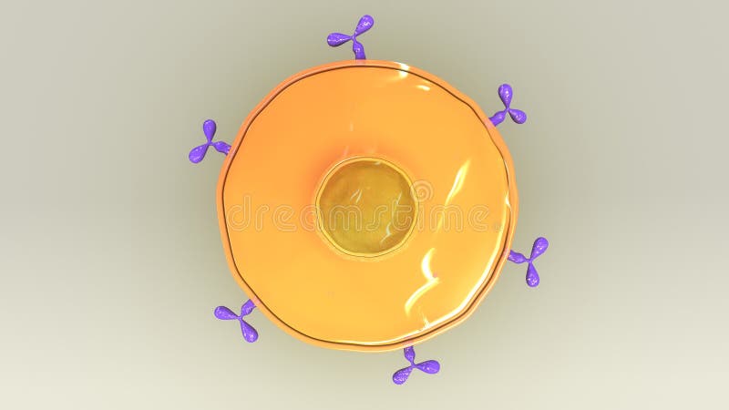B Cell stock image. Image of diagram, plasma, antigen - 84223317