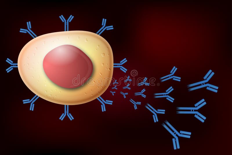 B Cell Lymphocyte Producing Antibodies Stock Vector - Illustration of ...