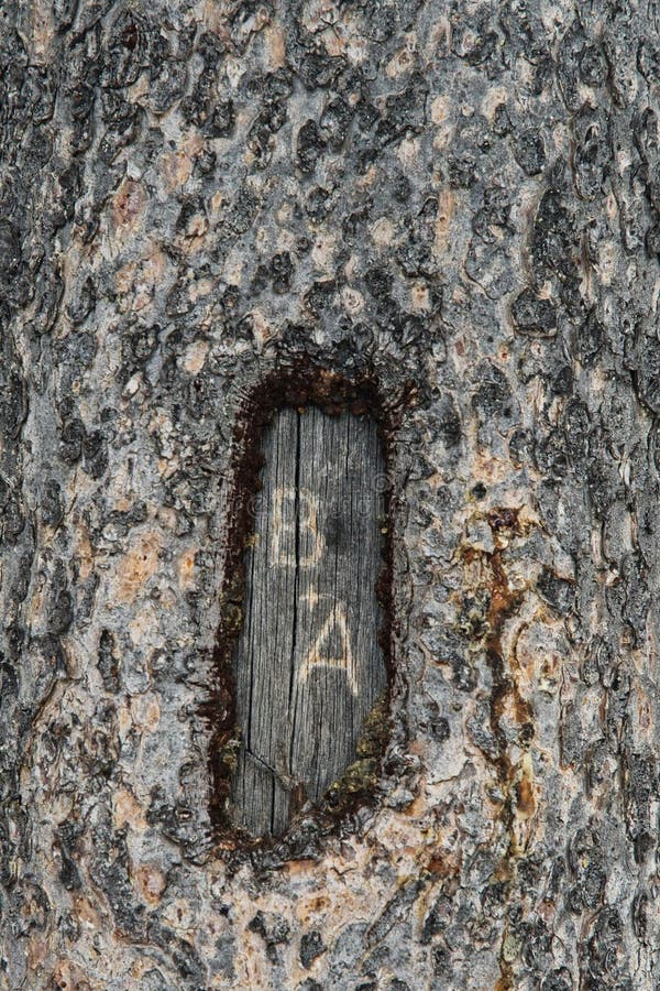 B and a Initals Carved into a Dent in the Tree Bark Stock Image - Image ...