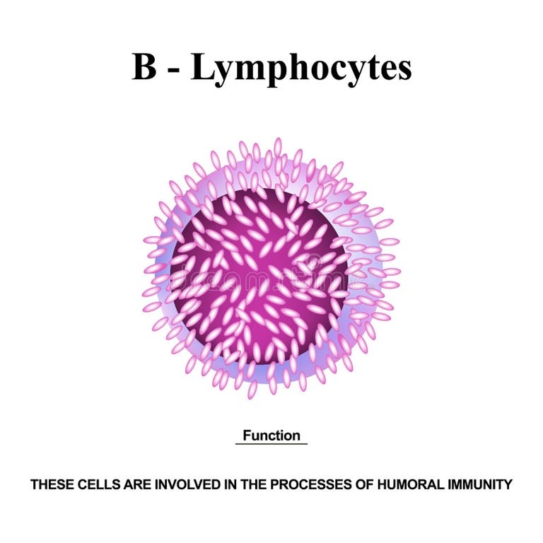 B Lymphocytes Stock Illustrations – 184 B Lymphocytes Stock ...