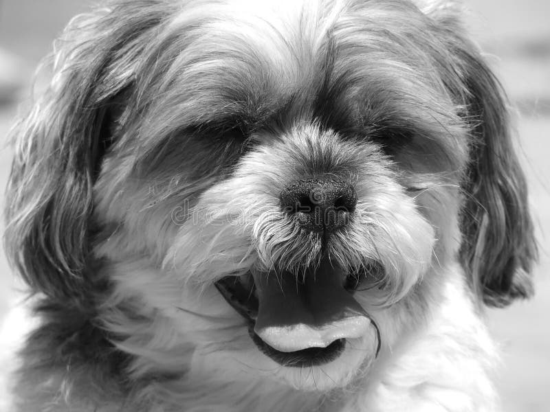 B&W Bichon Shih Tzu stock photo. Image of photo, black - 2711068