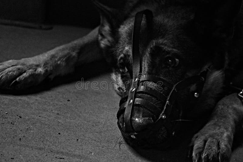 B&W BW Black and White Alone Sad Dog with Muzzle in Dog Shelter ...