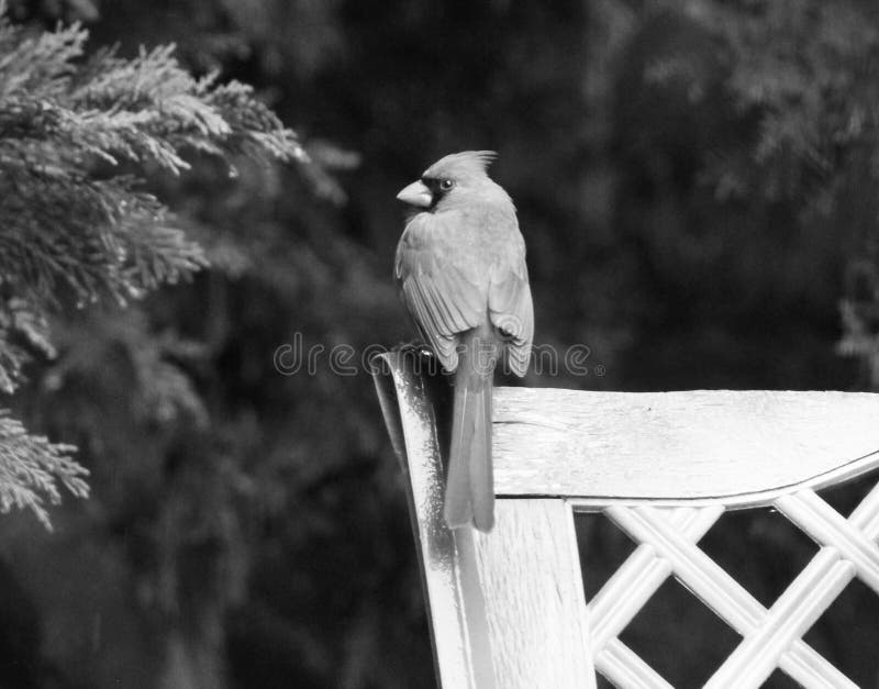 B&W Cardinal on a Bench Stock Image - Image of bird, park: 52205731