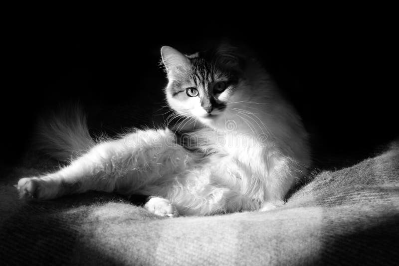 B&W Cat stock photo. Image of white, grey, furry - 25951058