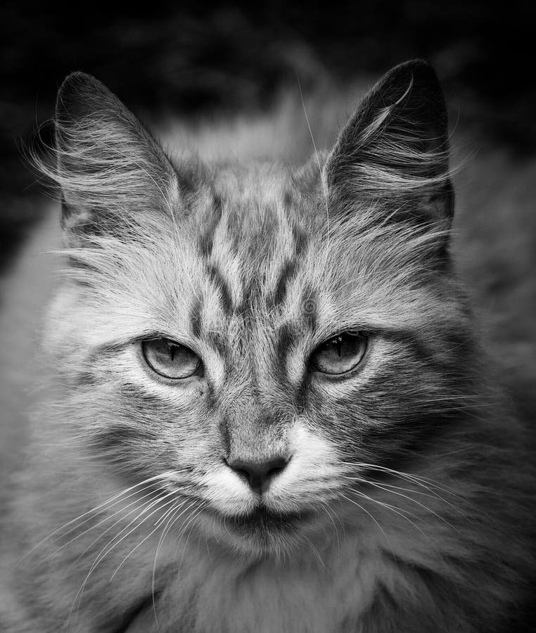 B&W Cat Portrait stock photo. Image of grey, eyes - 7065412