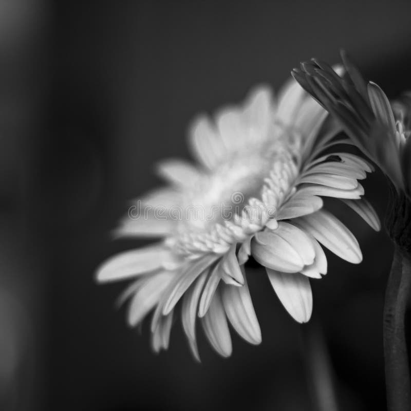 B&W Flower stock image. Image of petals, white, still - 21347909