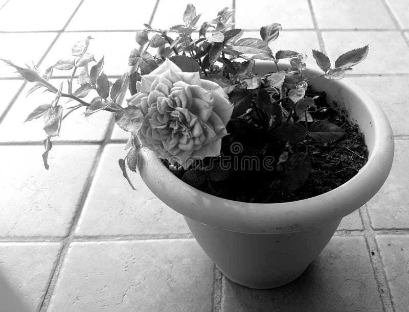 B&w flower stock photo. Image of flowers, rose, composition - 103634408