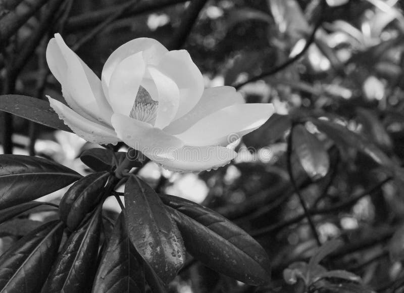 B&W Magnolia Blossom-drops Stock Image - Image of white, blossom: 76668923