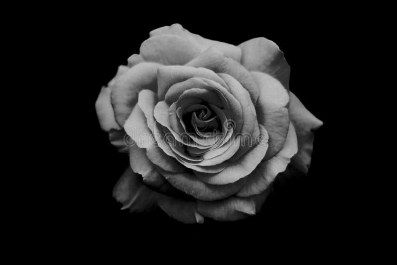 B W Rose Stock Photos - Free & Royalty-Free Stock Photos from Dreamstime