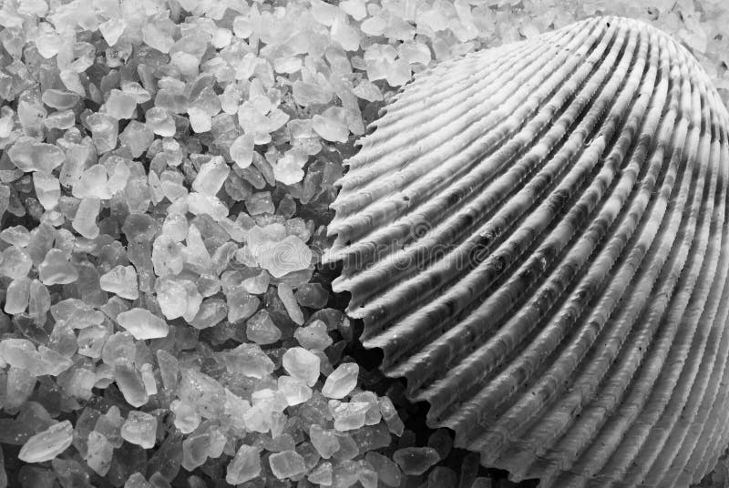 B&W seashell. stock image. Image of life, summer - 38622853