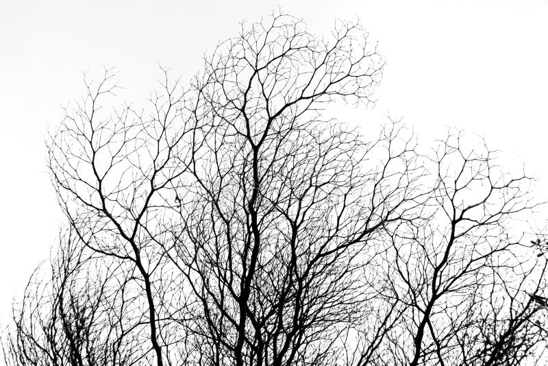 B&W Tree Branch Against Sky Stock Photo - Image of plant, spring: 136714460