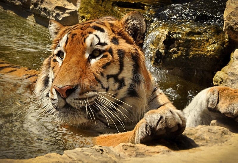 Retrato de un tigre mojado imagen de archivo. Imagen de agresión - 13364709