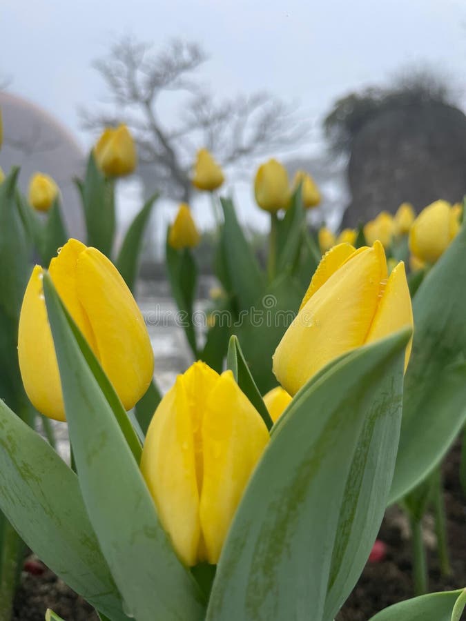 Ba Na Hills Tulip flower stock photo. Image of vietnam - 358632456