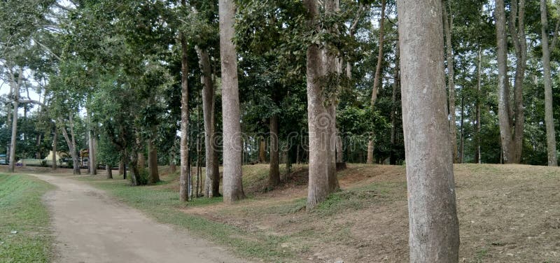 Ba om trees forest stock photo. Image of tree, cemetery - 204226416
