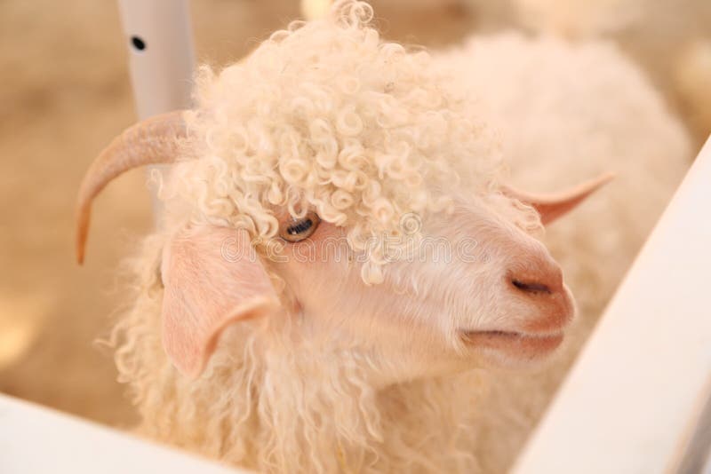 Baa baa~~ stock image. Image of horn, goat, life, farm - 86253117