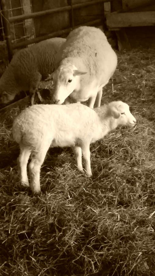 Baa Baa Baby Sheep stock image. Image of white, sheep - 162177801