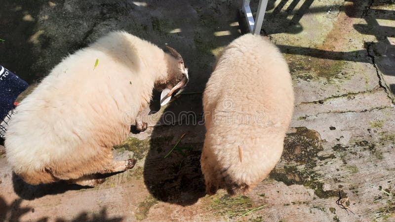 Baa baa white sheep stock photo. Image of white, meals - 268716926