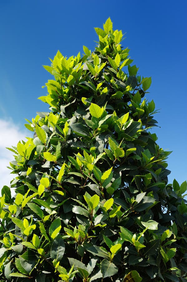 Laurierboom (nobilis Laurus) Stock Foto - Image of kruid, ingemaakt ...