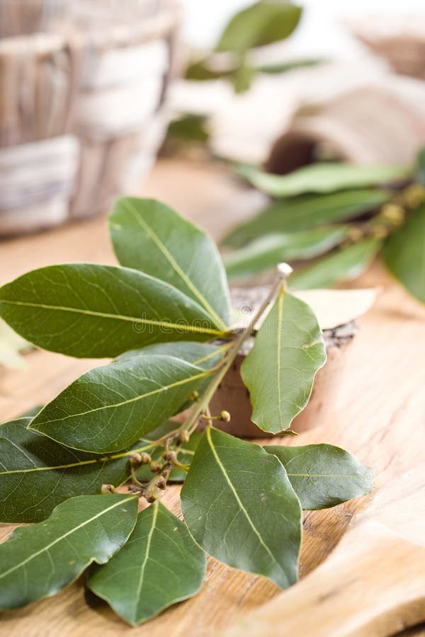 Baai. Tak van laurier. stock afbeelding. Image of achtergrond - 33049531