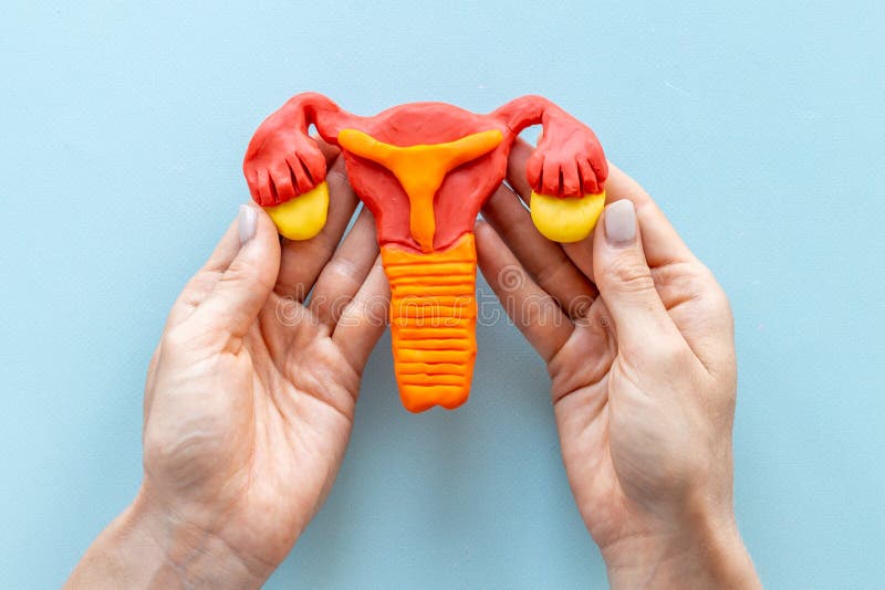 Vrouwelijke Uterus En Eierstokken Met Fallopische Buizen ...