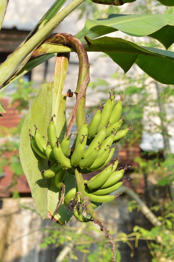 Bababa stock photo. Image of green, leafs, ripe, nutrition - 102838268