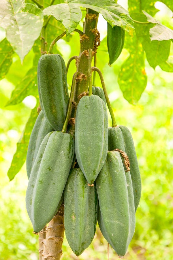 Frukter - Babaco-träd fotografering för bildbyråer. Bild av papaya ...