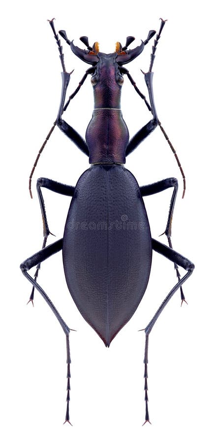 Pustulifer Pustulifer Carabus жука Стоковое Изображение - изображение ...