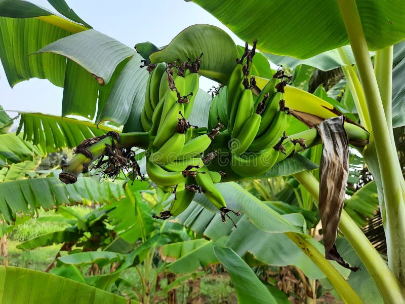 The Babana Tree Has Raw Banana S Stock Photo - Image of gardening ...