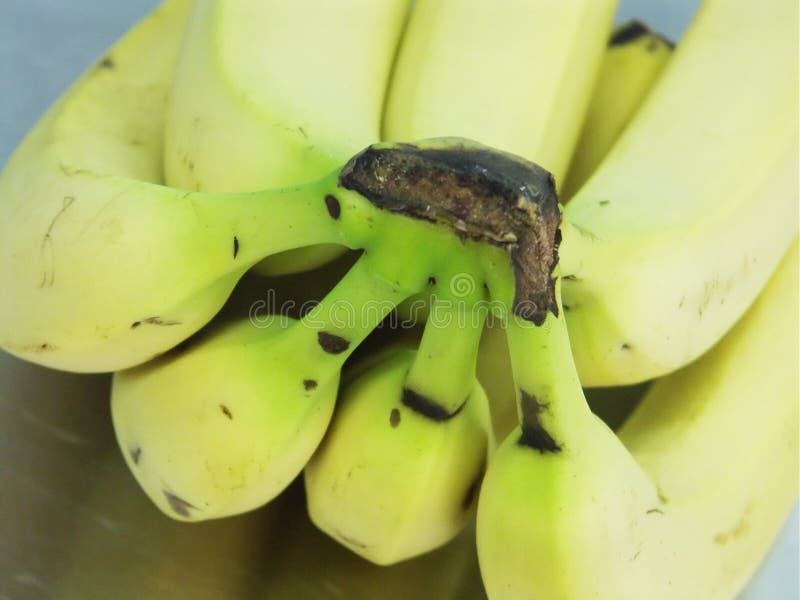 Babanas stock image. Image of health, bunch, babana, fruit - 63101