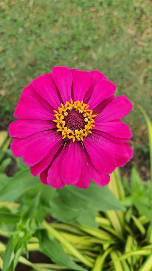 Desiya Stock Photos - Free & Royalty-Free Stock Photos from Dreamstime