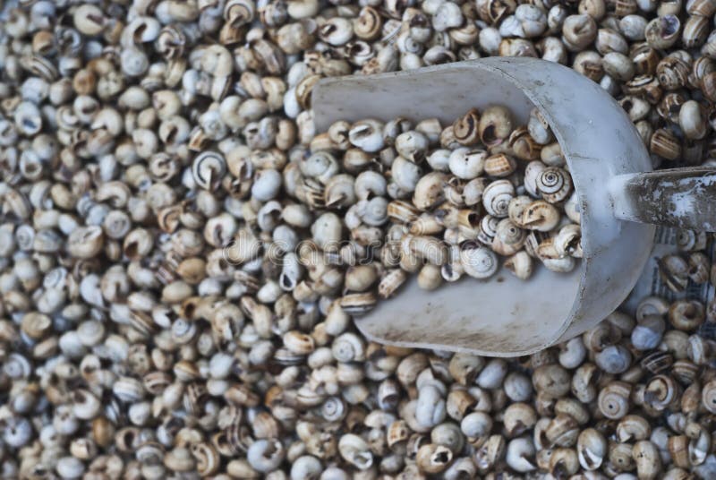 Babbaluci.Lots of Pile Snails Stock Image - Image of alive, dish: 28100791
