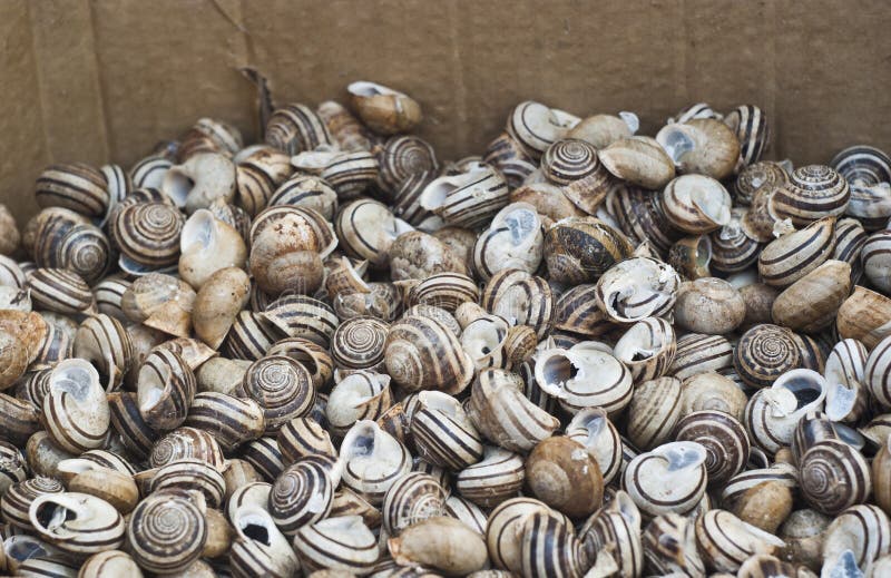 Babbaluci.Lots of Pile Snails Stock Photo - Image of exotic, health ...