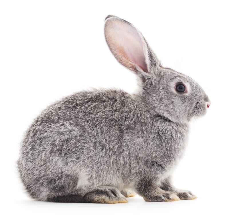 Babbit del bebé imagen de archivo. Imagen de mascotas - 54079627