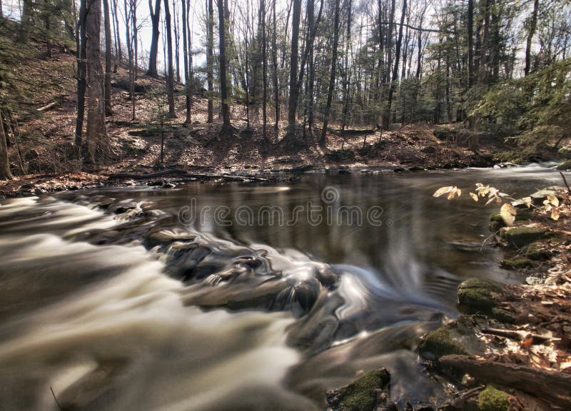 Woodpand Stock Photos - Free & Royalty-Free Stock Photos from Dreamstime