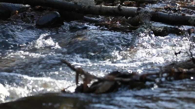 Babbling Brook in the Spring Forest Stock Footage - Video of clean ...