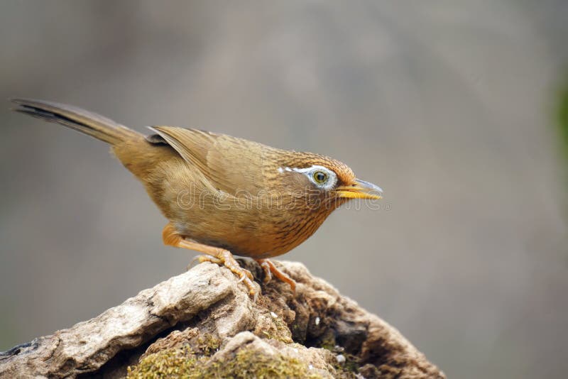 Babbling thrush stock photo. Image of birds, veery, bole - 29333434