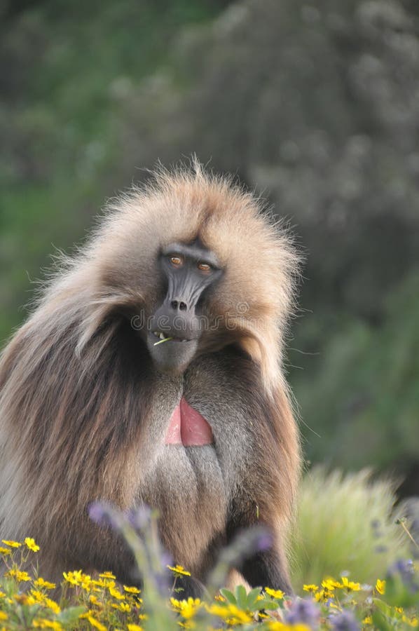 Babbon in wild stock image. Image of baboon, mature, wild - 27476619