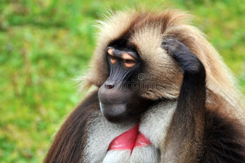 Babbuini Di Gelada (gelada) Di Theropithecus - Ritratto Immagine Stock ...