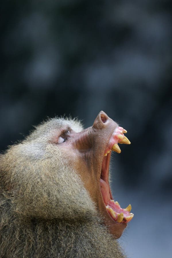 Babbuini Di Hamadryas (hamadryas Del Papio) Fotografia Stock - Immagine ...