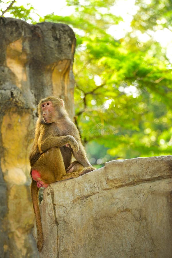 Babbuini Di Hamadryas (hamadryas Del Papio) Immagine Stock - Immagine ...