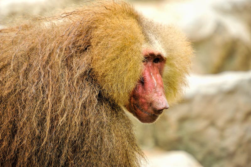 Babbuini Di Hamadryas (hamadryas Del Papio) Fotografia Stock - Immagine ...