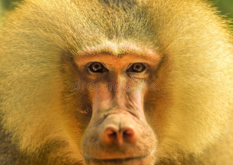Babbuini Di Hamadryas (hamadryas Del Papio) Fotografia Stock - Immagine ...