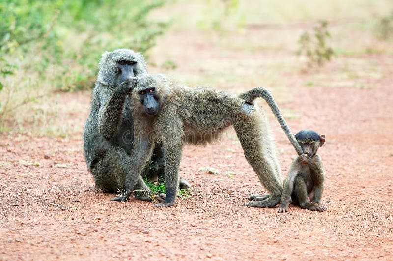 Babuini (Papio) immagine stock. Immagine di natura, truppa - 19360109