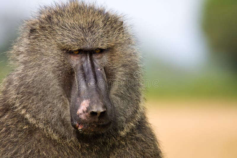 Babbuino fotografia stock. Immagine di avventura, selvaggio - 13456606