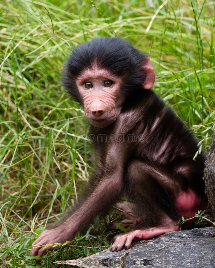 Babbuino Del Bambino Su Roccia Fotografia Stock - Immagine di tesoro ...