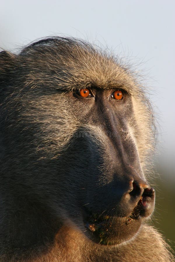 Babbuino dell'alfa maschio fotografia stock. Immagine di occhi - 11780806