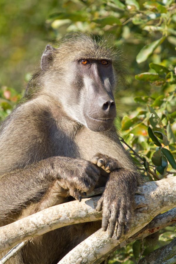 Babbuino feroce fotografia stock. Immagine di tagliente - 10588900