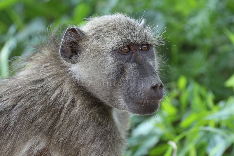 Babbuino di Chacma immagine stock. Immagine di allarme - 51324469