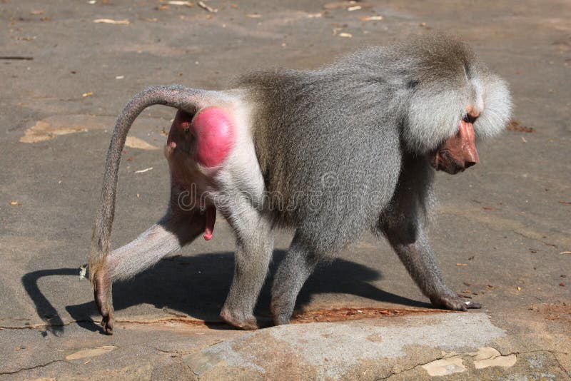 Babbuino Di Hamadryas (hamadryas Del Papio) Fotografia Stock - Immagine ...